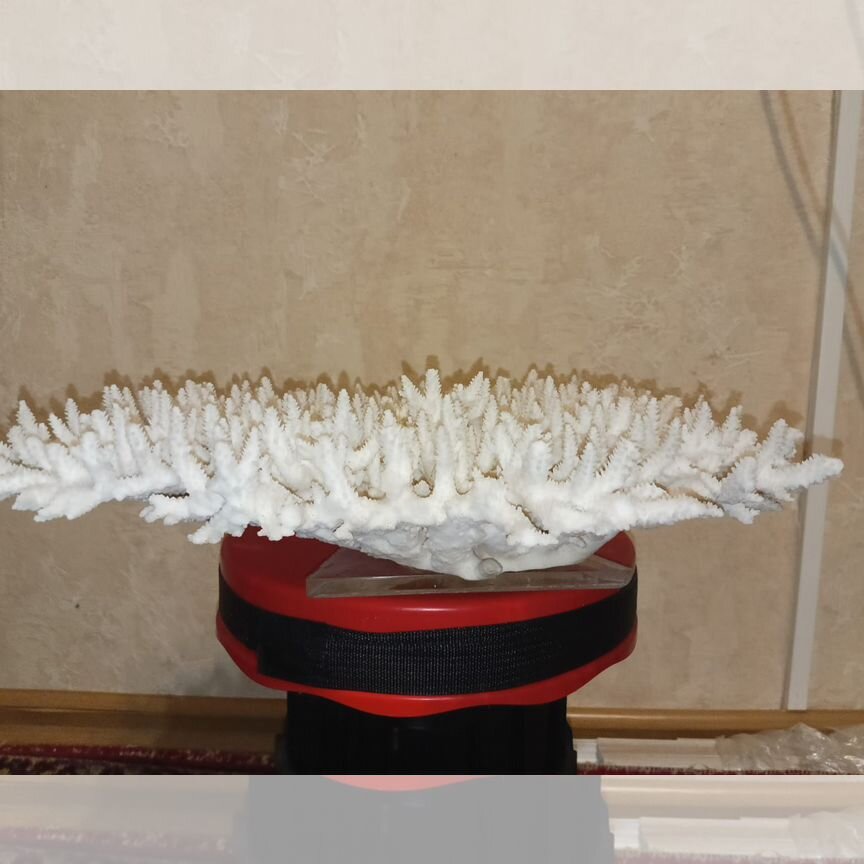 Морской коралл