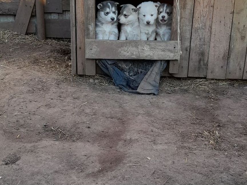 Собаки