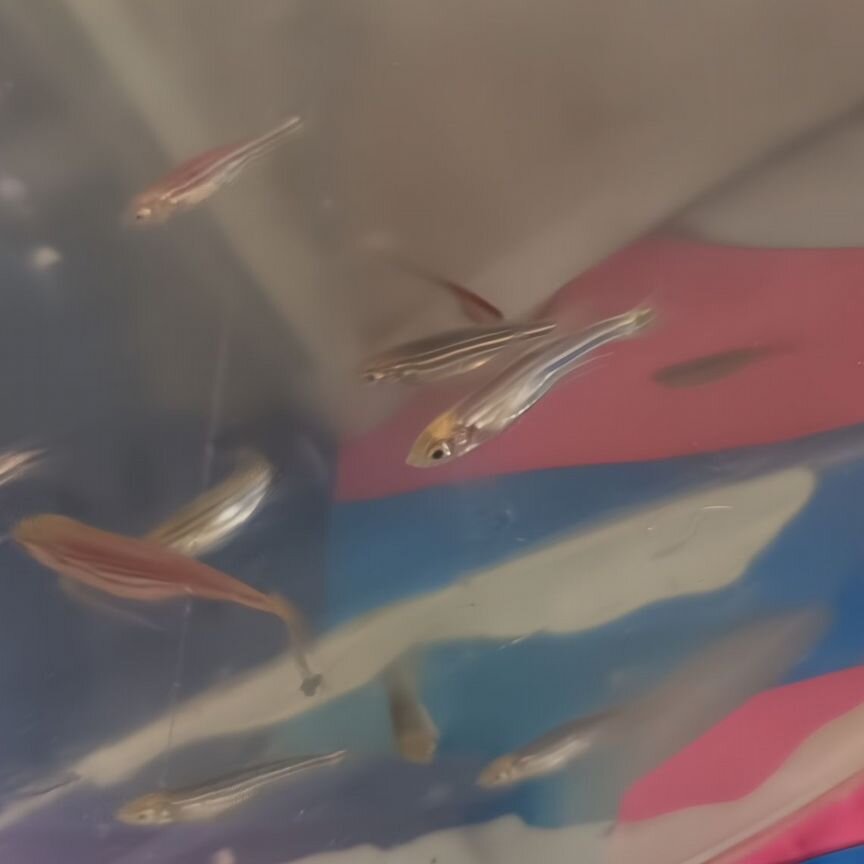 Рыбки данио малек 2-3 см