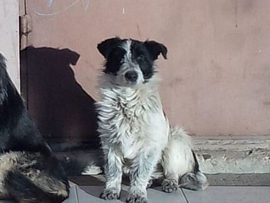 Собака в добрые руки маленькая порода