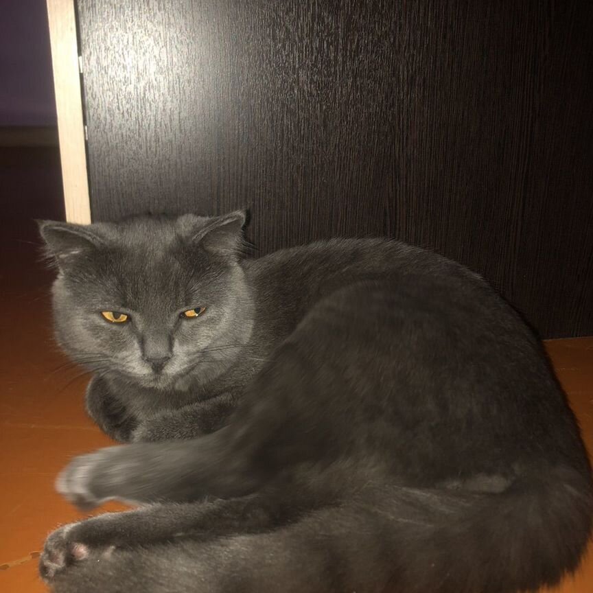 Кот