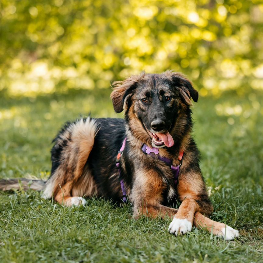 Собака в добрые руки отдам бесплатно