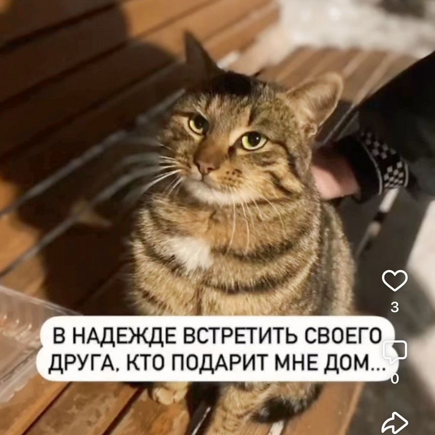 Полосатый котик табби ищет дом