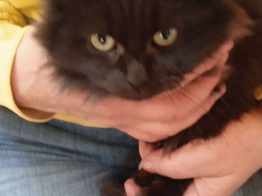 Котенок черно-коричневый пушистый