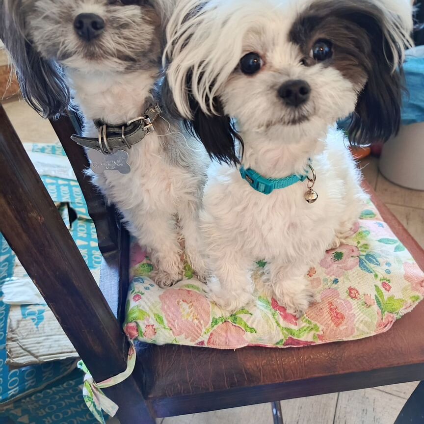 Мальтипу 2,5 кг девочка подрощ