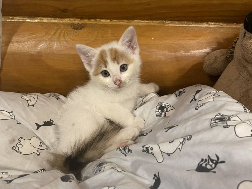 Котята в добрые руки даром девочка