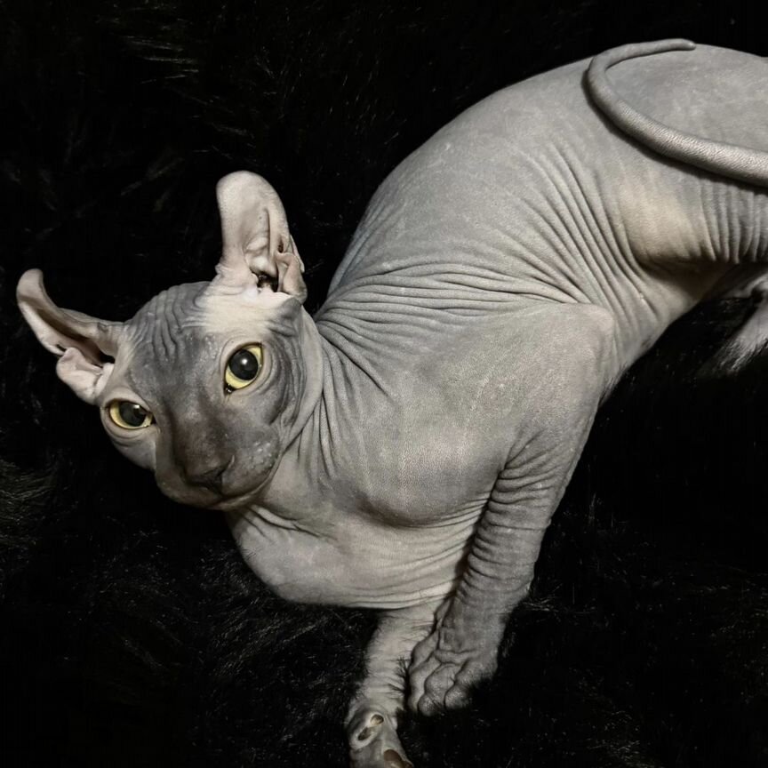 Канадский сфинкс котёнок