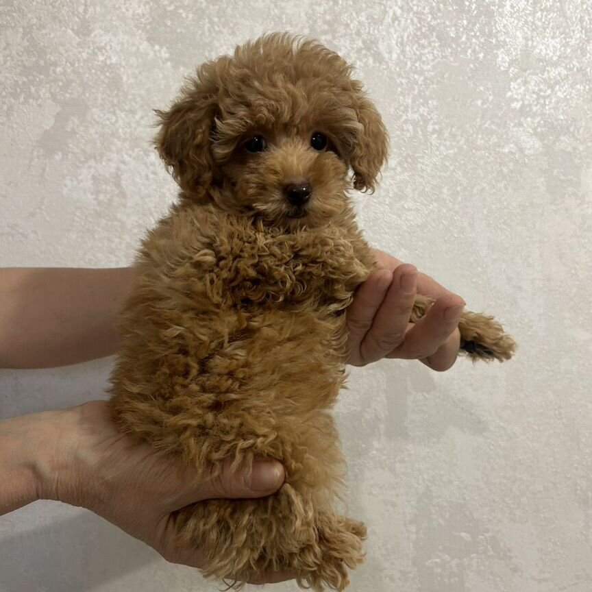 Той пудель девочка