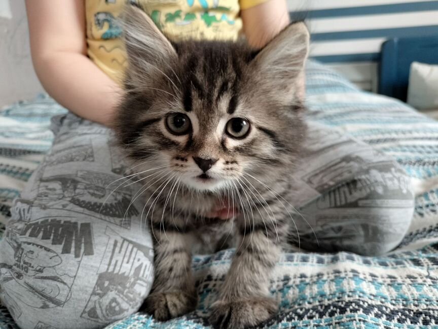 Котенок Нюша. В резерве