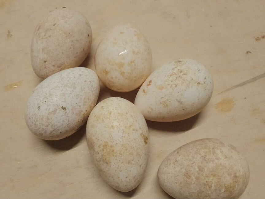 Индюшиное яйцо