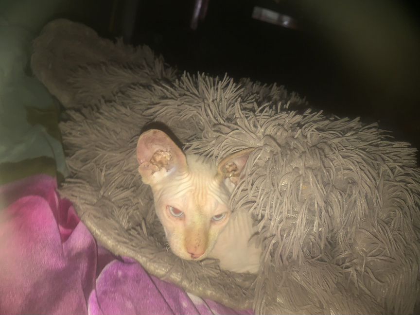 Котик донской сфинкс