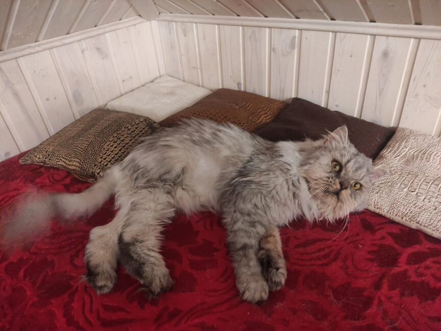 Персидская