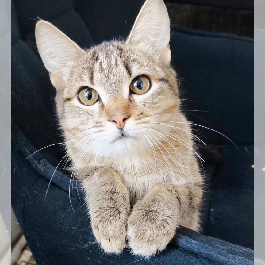 Европейский короткошёрстный котёнок