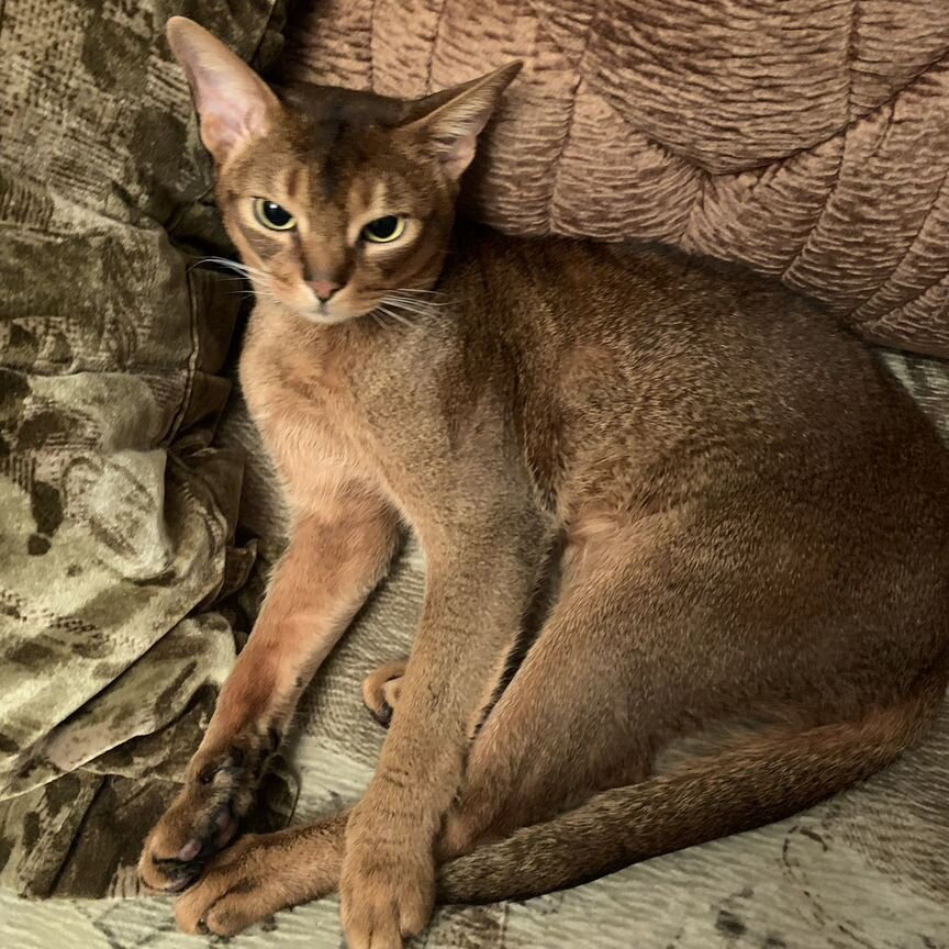 Абиссинские котята