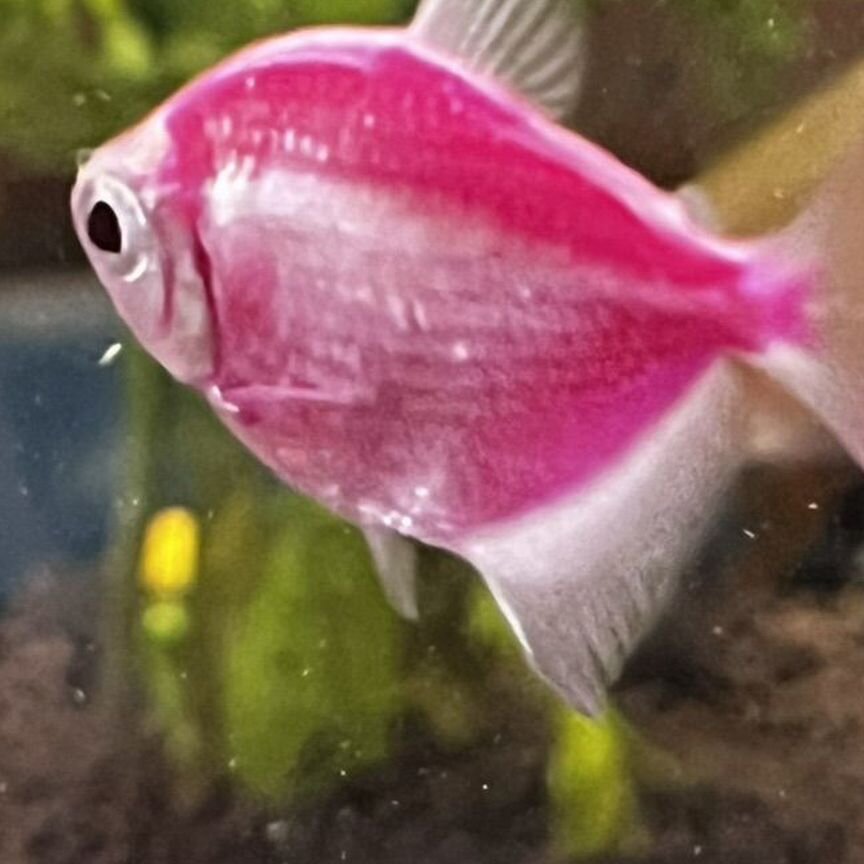 Тернеция рыба