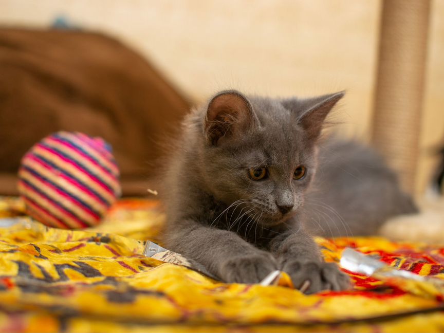 Кошечка 2,5 месяца