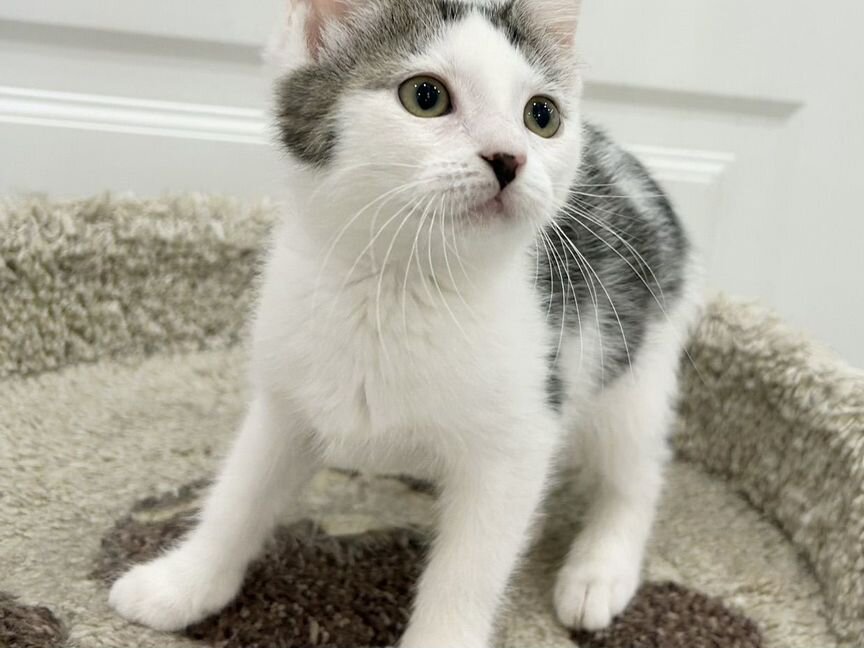 Котенку девочке Лани нужен хозяин