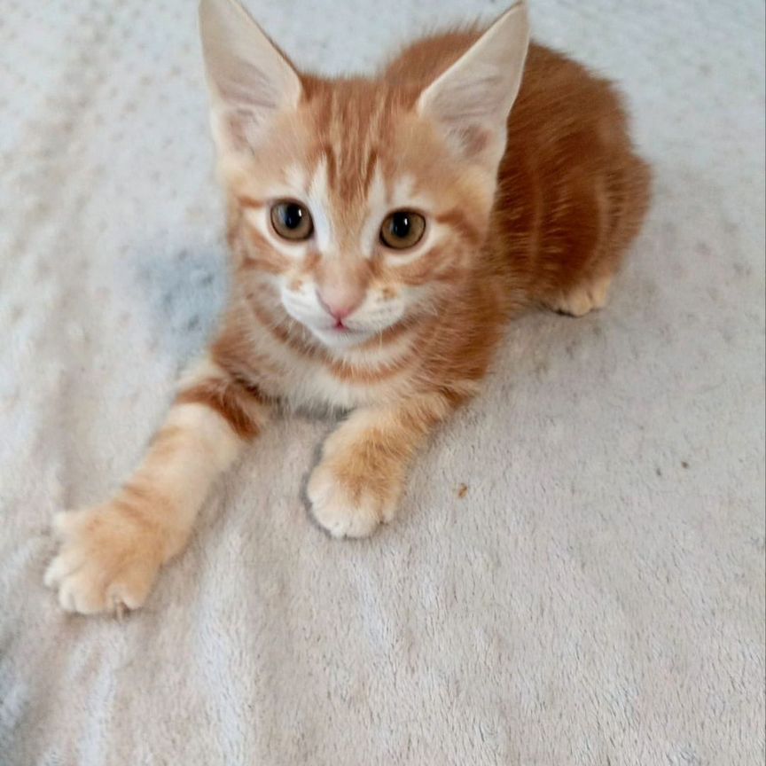 Котенок курильского бобтейла