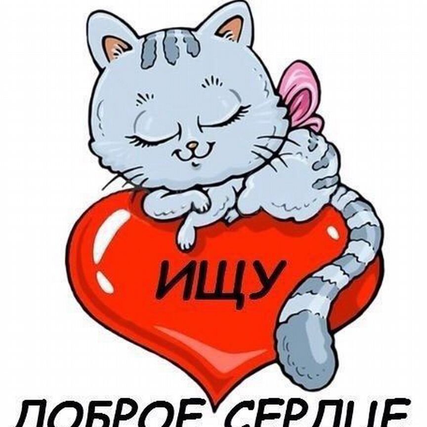 Кошечка в добрые руки с улицы