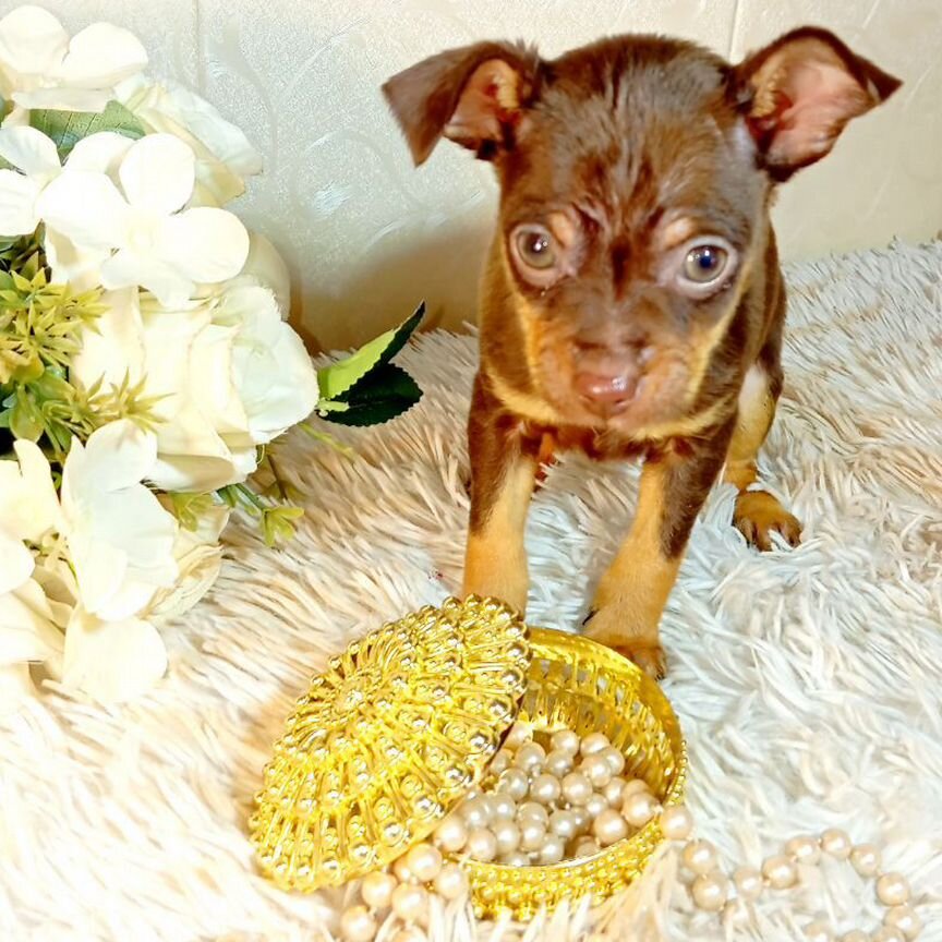 Русский той-терьер, щенок