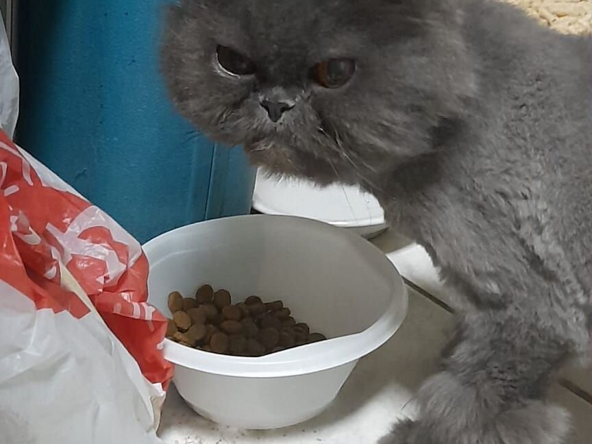 Персидская кошка