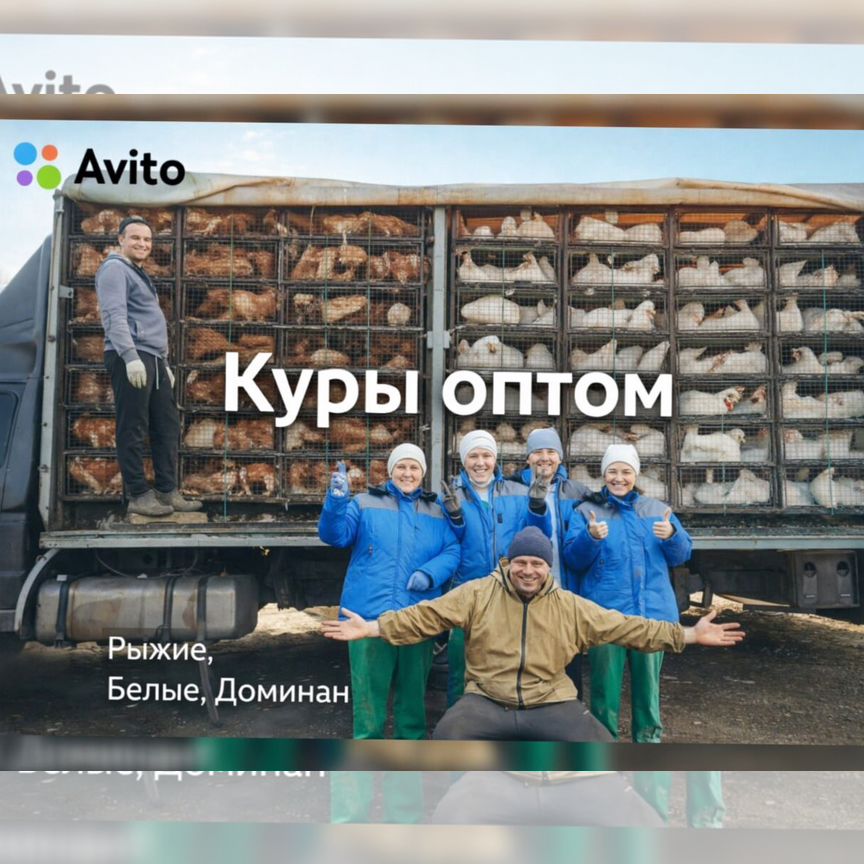 Куры молодки