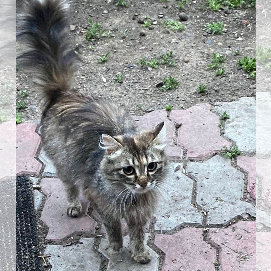 Взрослая, кошка в добрые руки