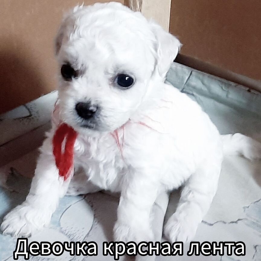 Бишон нежность