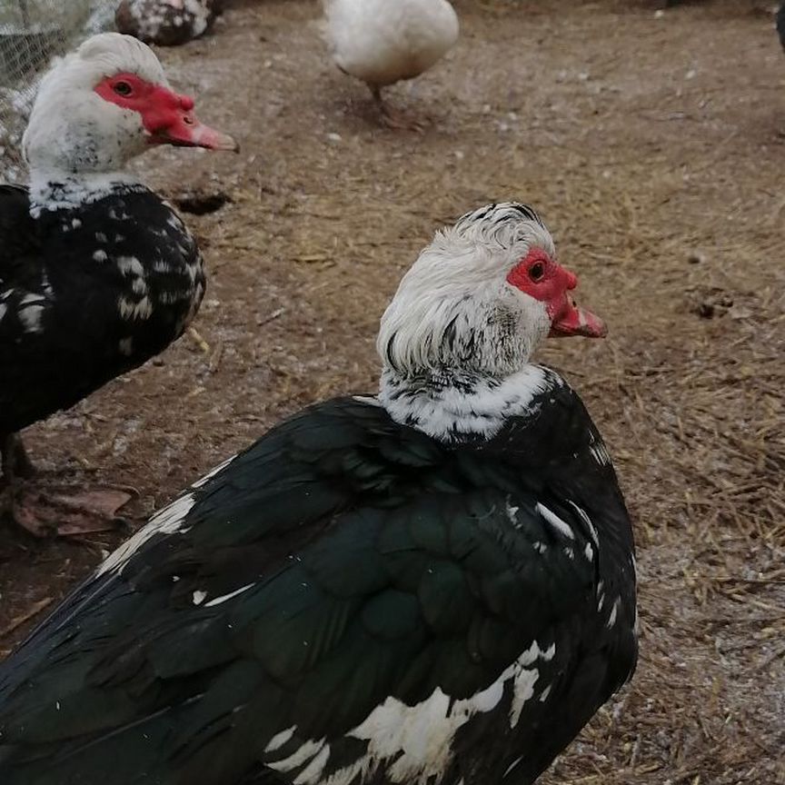 Индоутки на мясо