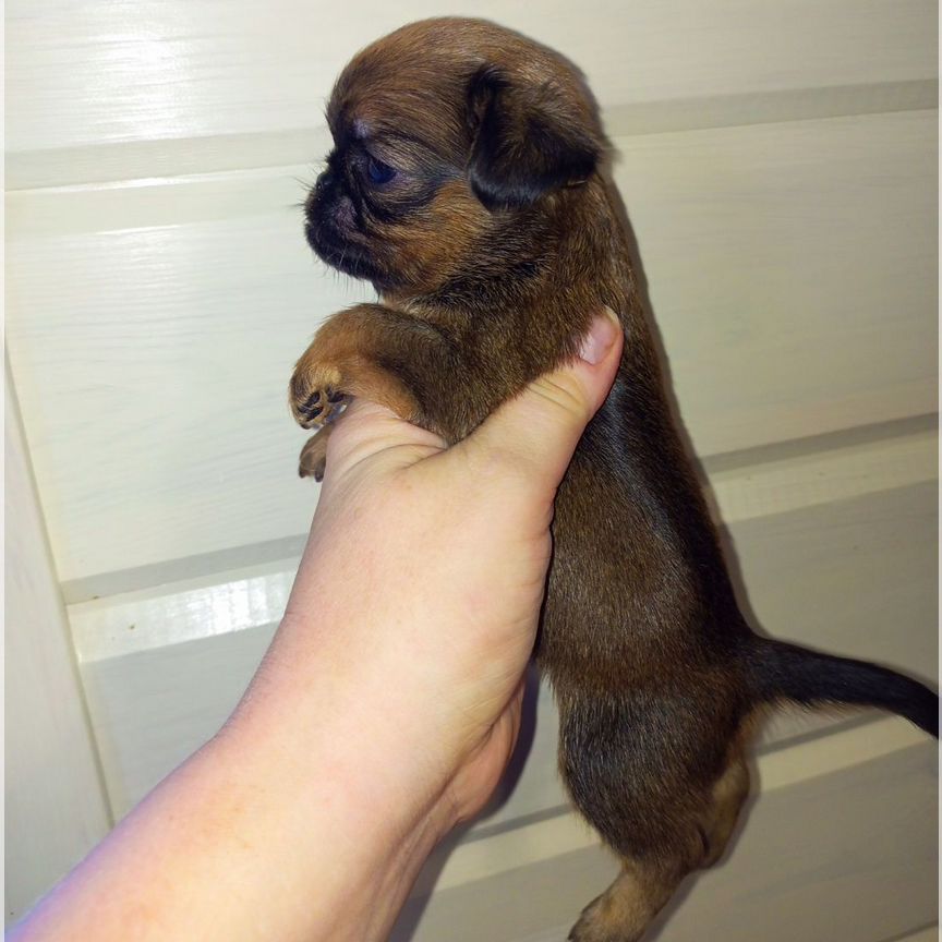 Пти-брабансон, щенок