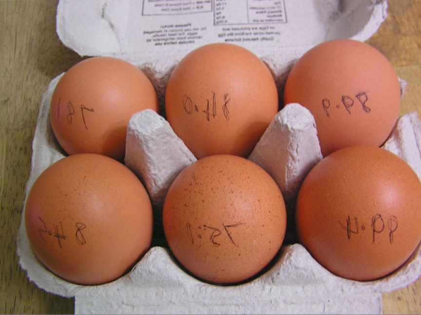 Премиальные инкубационные яйца всех пород – Достав