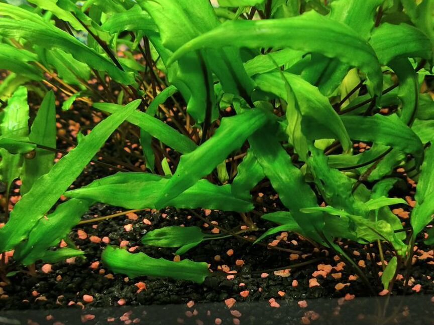 Криптокорина вендта