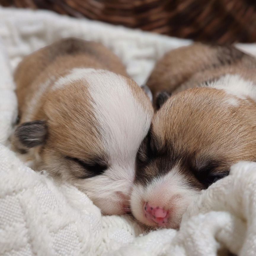 Вельш Корги Пемброк, щенок