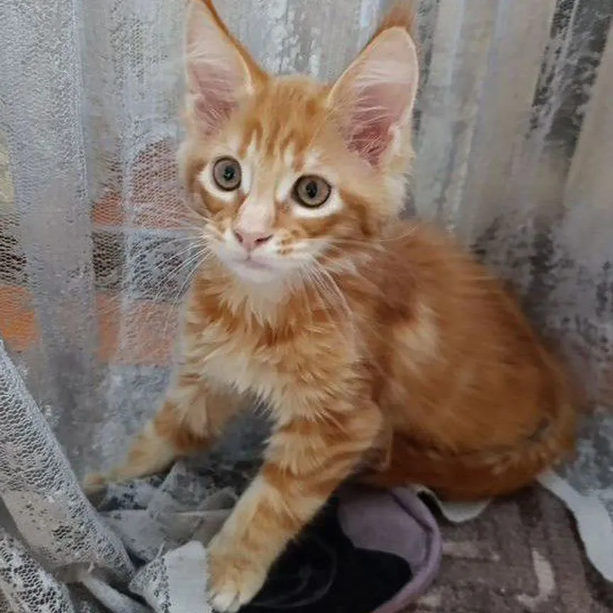 Котята мейн-кун рыжие