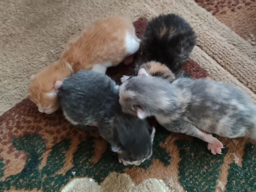 Котята в добрые руки даром