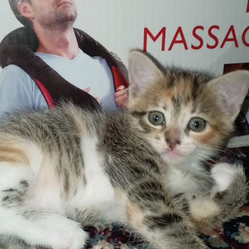 Котята в добрые руки бесплатно