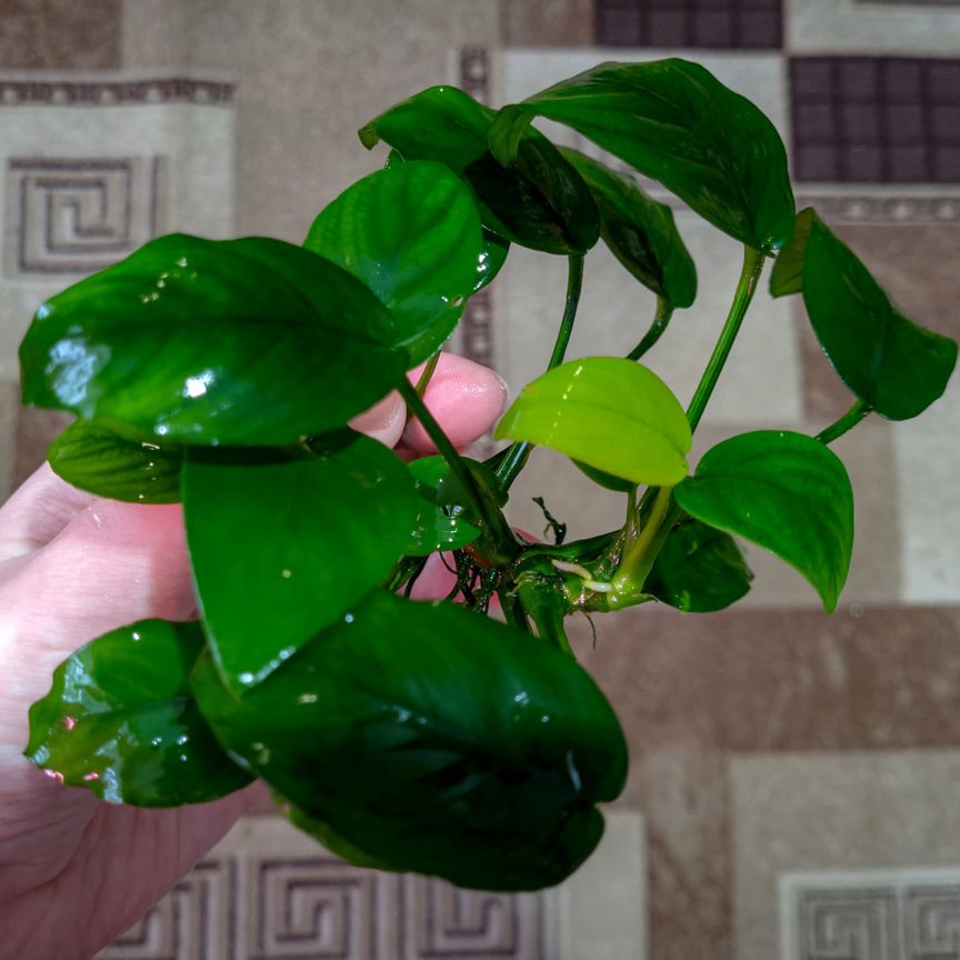 Анубиас Бартера нана