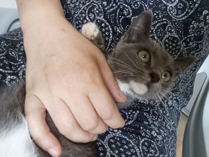 Мини котенок Микки