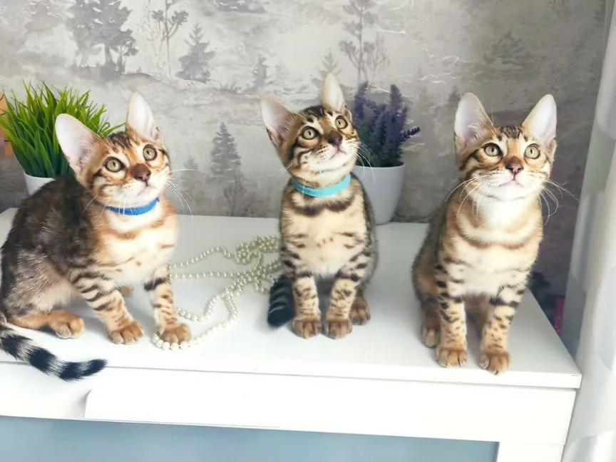 Бенгальские котята
