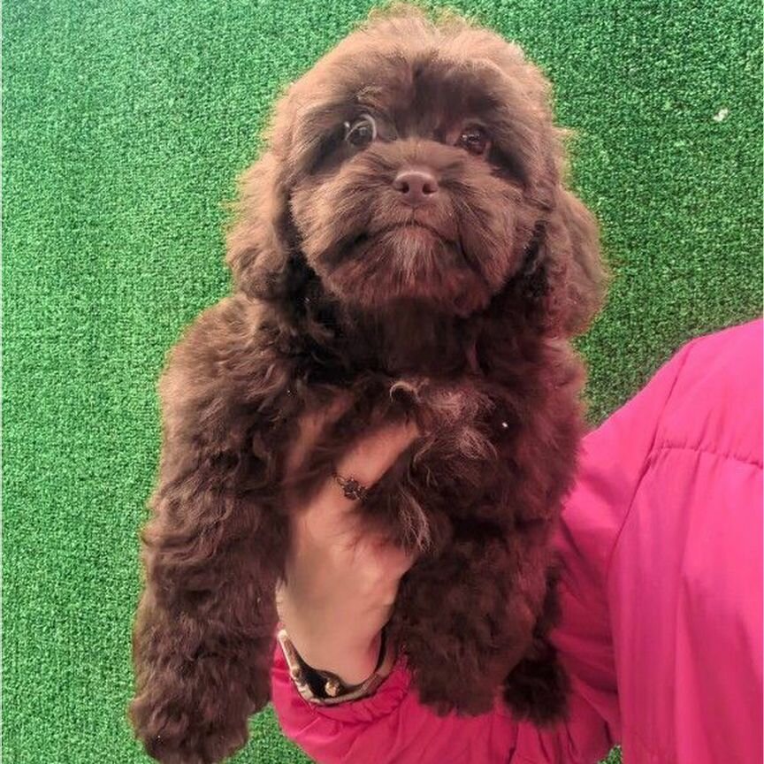 Мальтипу, щенок