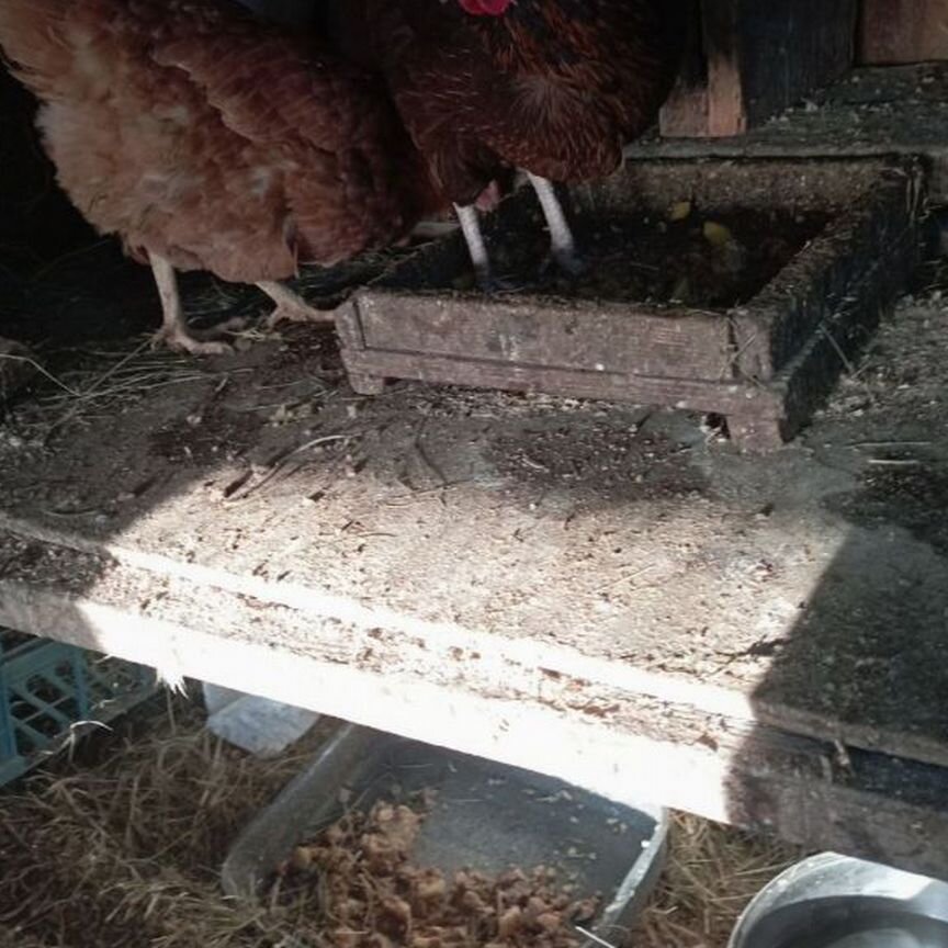 Куры несушки