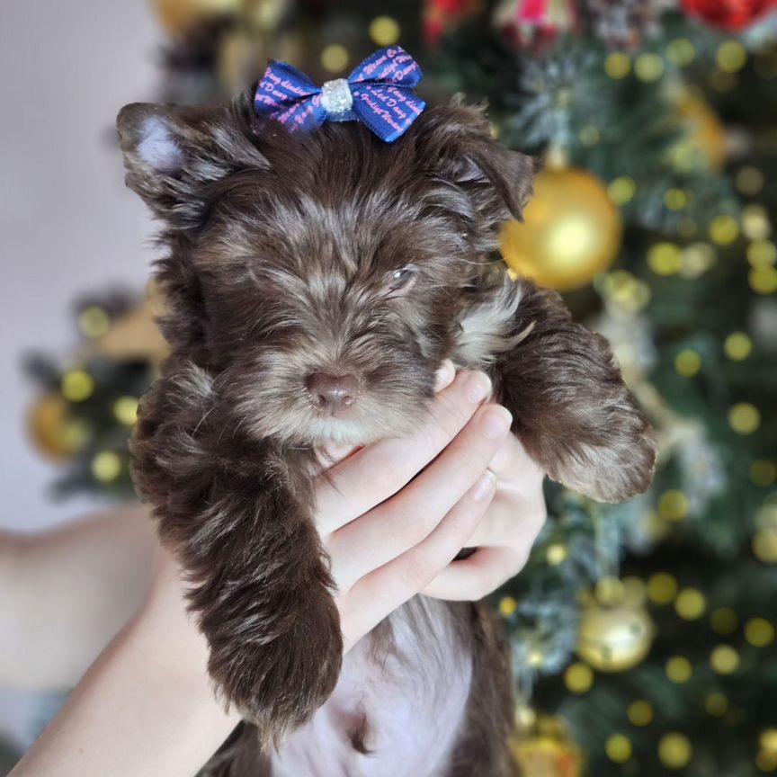 Шоколадный йорк