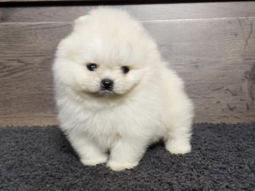 Померанцы Шпица