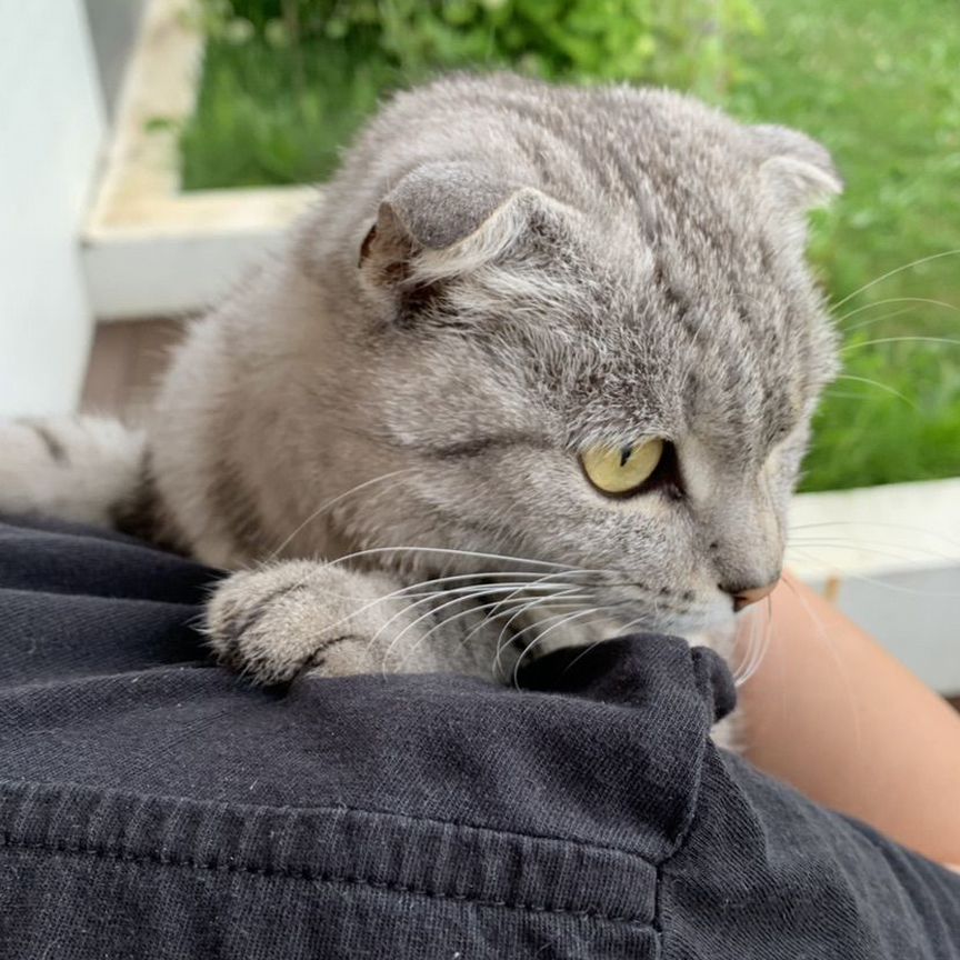 Шотландская вислоухая кошка в добрые руки