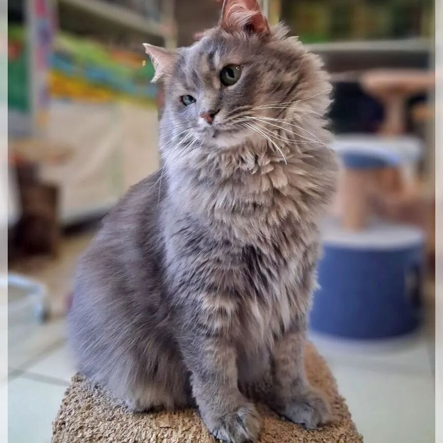 Сибирский, взрослый кот