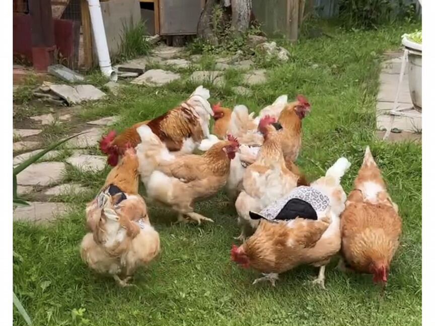 Продажа кур несушек