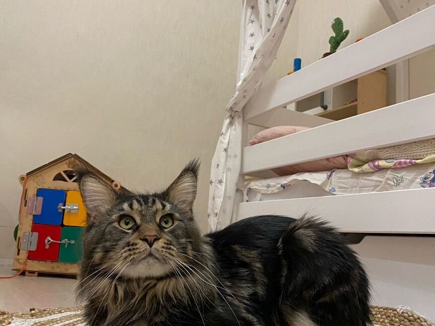 Мейн-кун кот