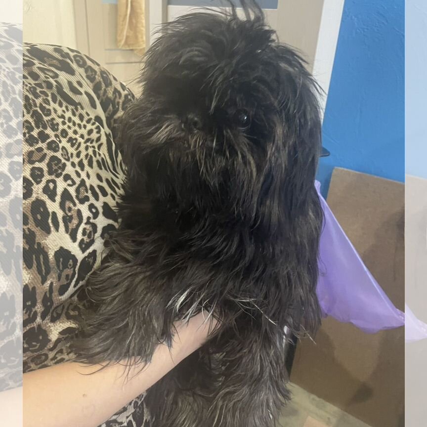 Ши-тцу, щенок