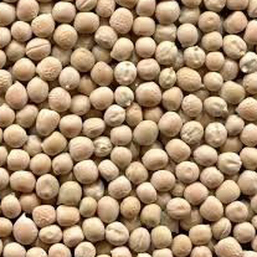 Горох кормовой