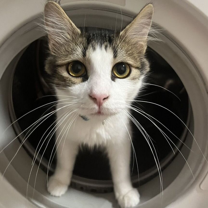 Котенок мальчик -молчаливый мурлыка